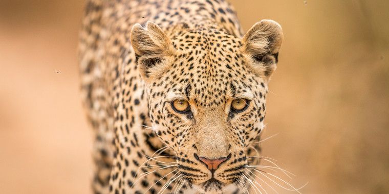 Join the Fantastic Felines Photo Contest and win Nikon D3300 - VIEWBUG.com